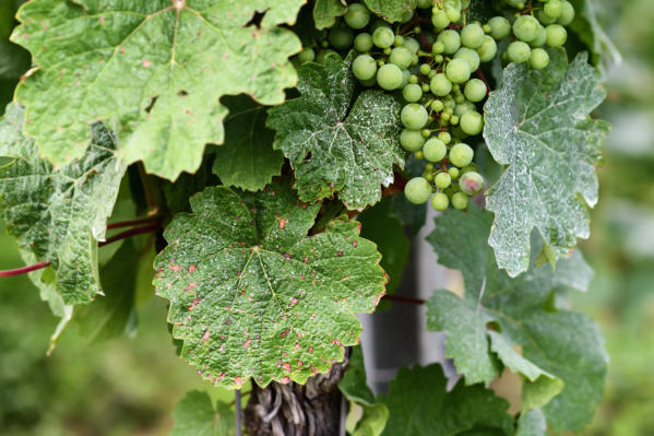 Pathogen Overview - Epilogic